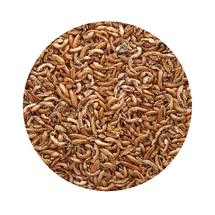 Gammarus para Tartarugas